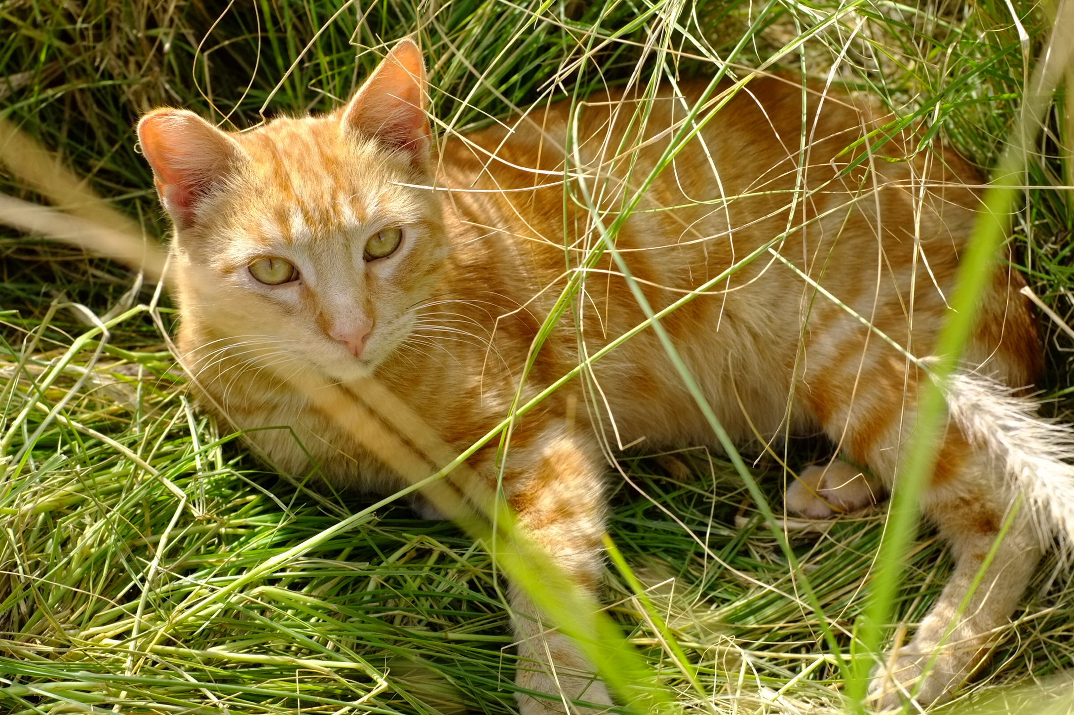 There’s something about cats in Morocco - follow me / far away